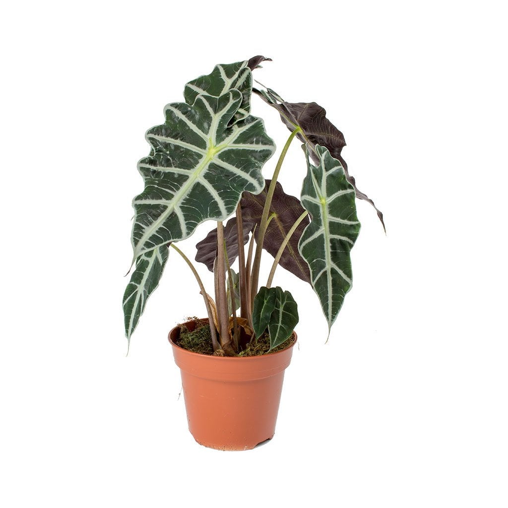 Αλοκάσια – Alocasia Polly - Houseplants.gr